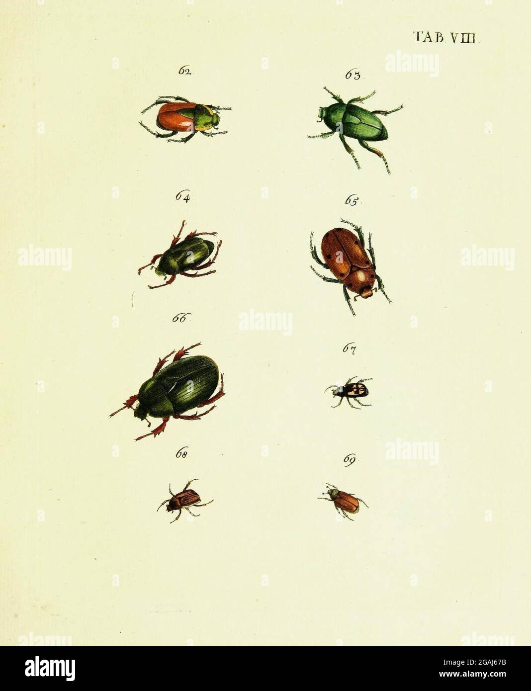 Shelled bug hi-res stock photography and images - Alamy