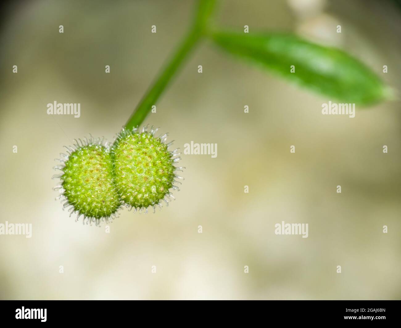 Goosegrass hi-res stock photography and images - Alamy