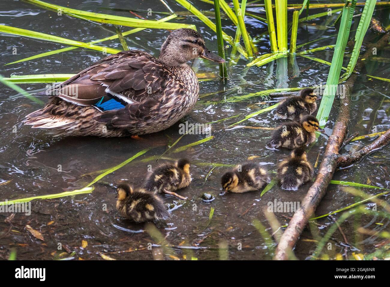 Mallard duck mother with 6 ducklings swimming in a pond Stock Photo - Alamy