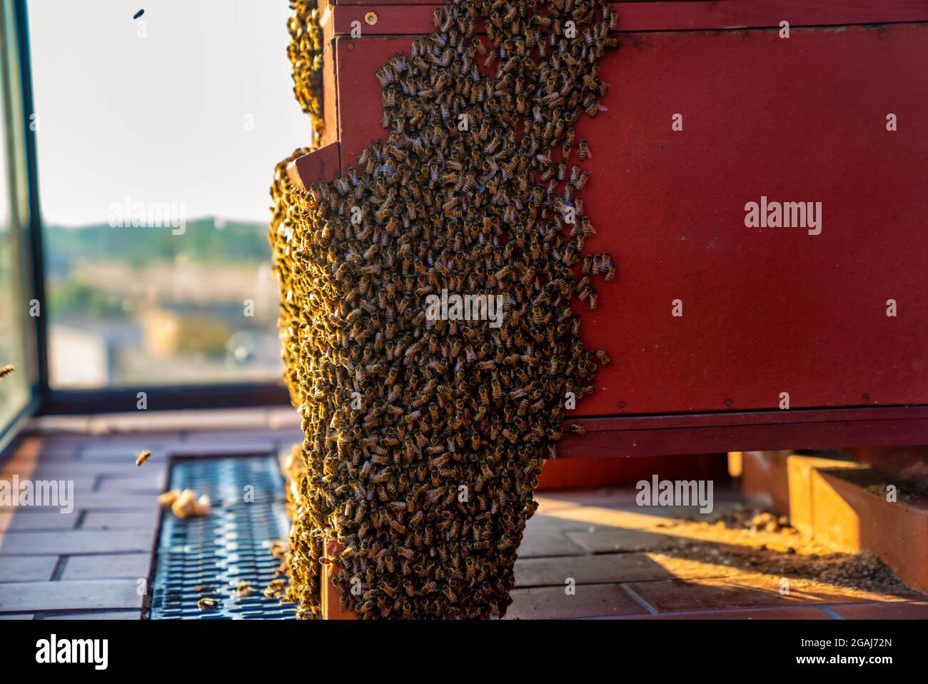 Wooden beehive and bees. Beautiful scenic bee view Stock Photo - Alamy