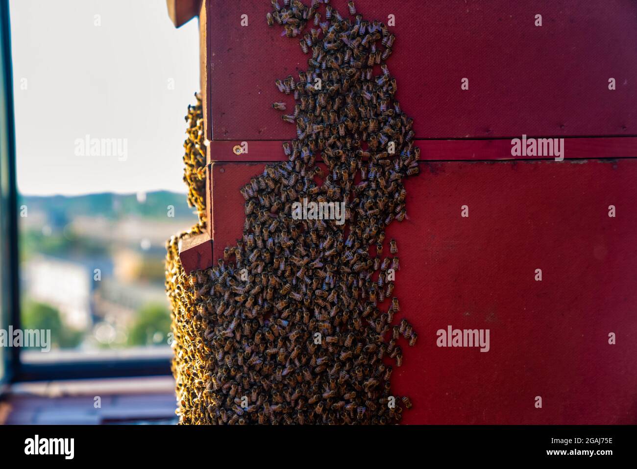 Wooden beehive and bees. Beautiful scenic bee view Stock Photo - Alamy