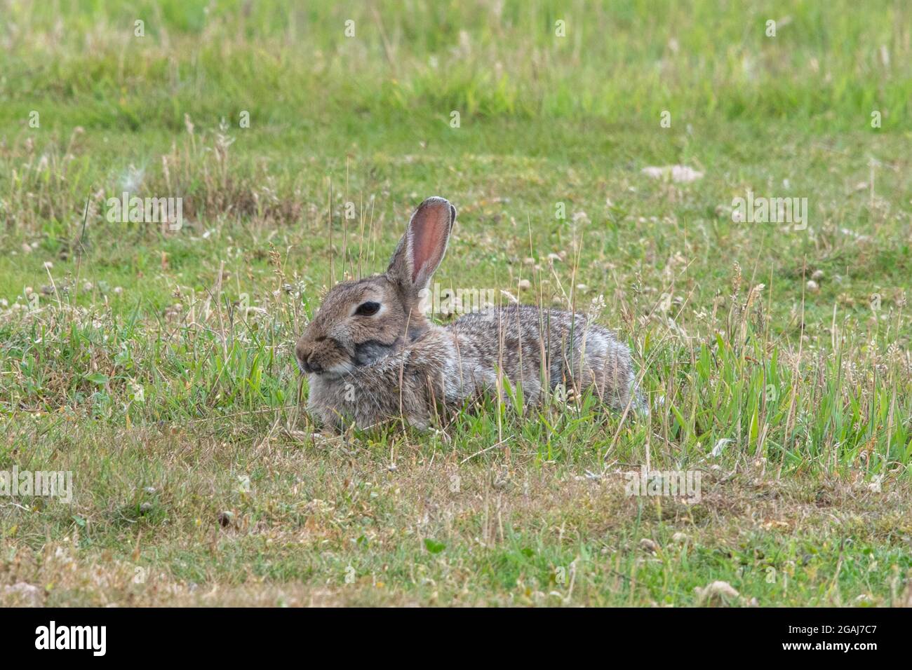 European Rabbit, (Oryctolagus cuniculus), Drumoak, Aberdeenshire ...