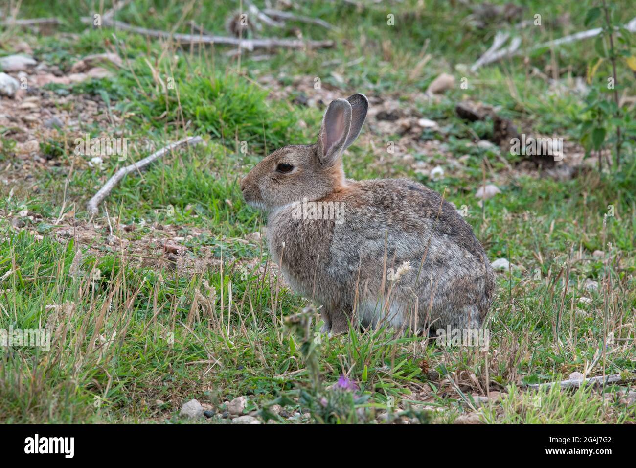 European Rabbit, (Oryctolagus cuniculus), Drumoak, Aberdeenshire ...