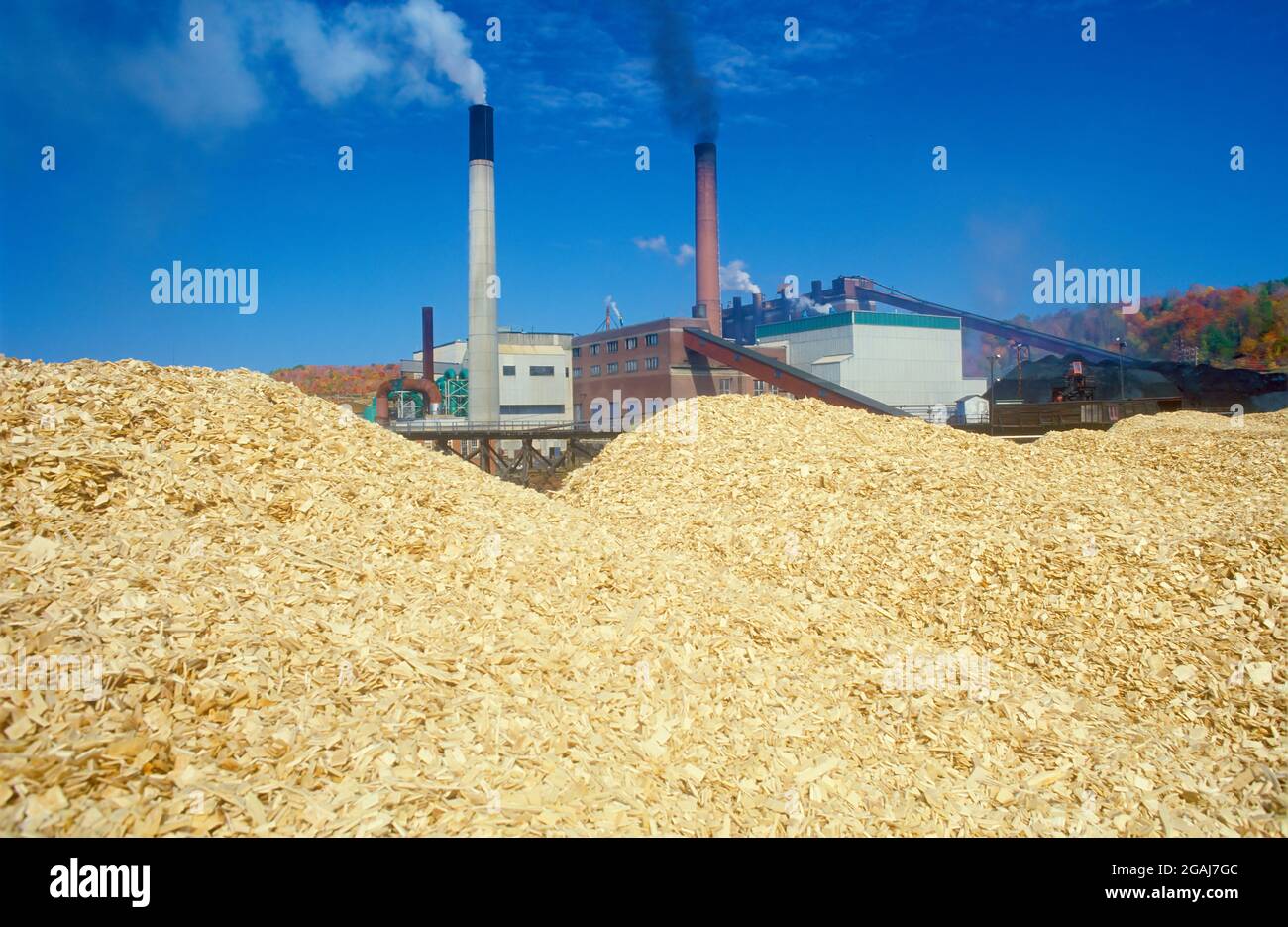 Wood chip production, virgin fiber, being blown into piles outdoors to ...