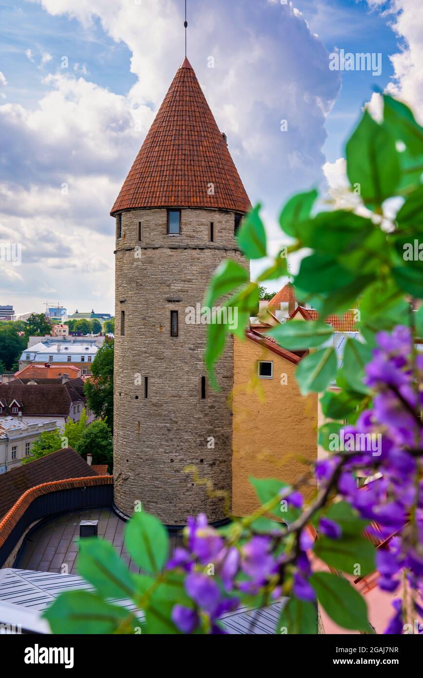 Aerial View of Tallinn Old Town in a beautiful summer day Stock Photo ...