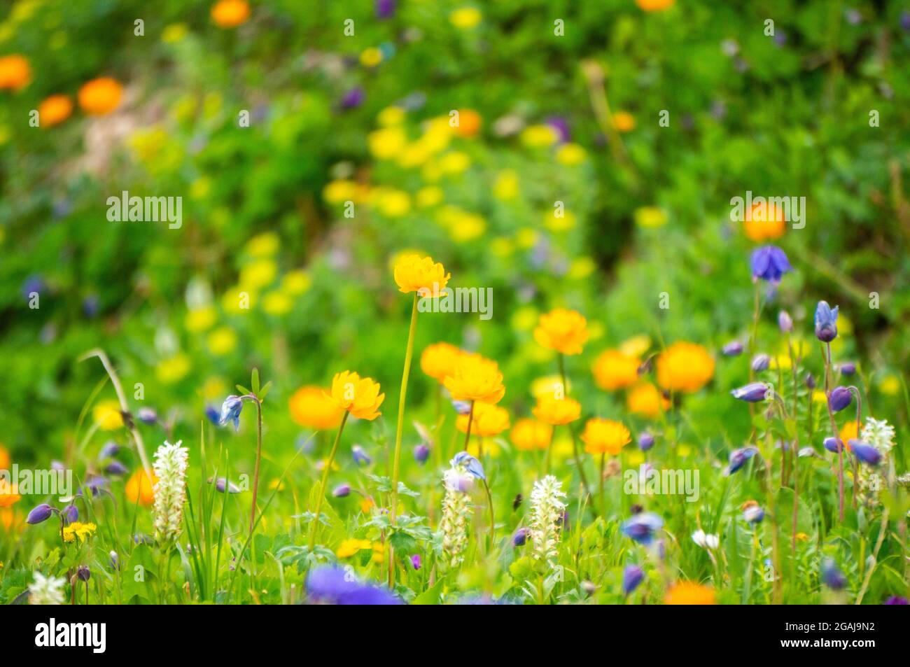 Nice meadow with flowers in Mongolia Stock Photo - Alamy