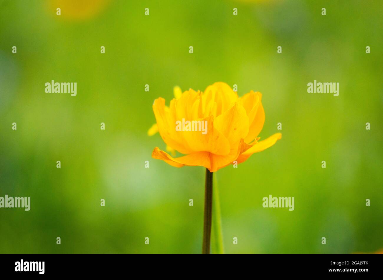 Nice meadow with flowers in Mongolia Stock Photo - Alamy