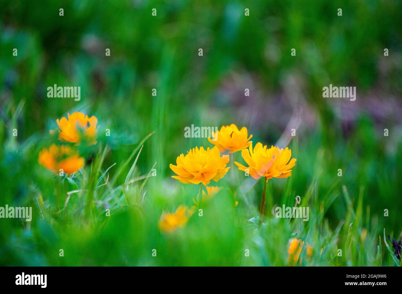 Nice meadow with flowers in Mongolia Stock Photo - Alamy