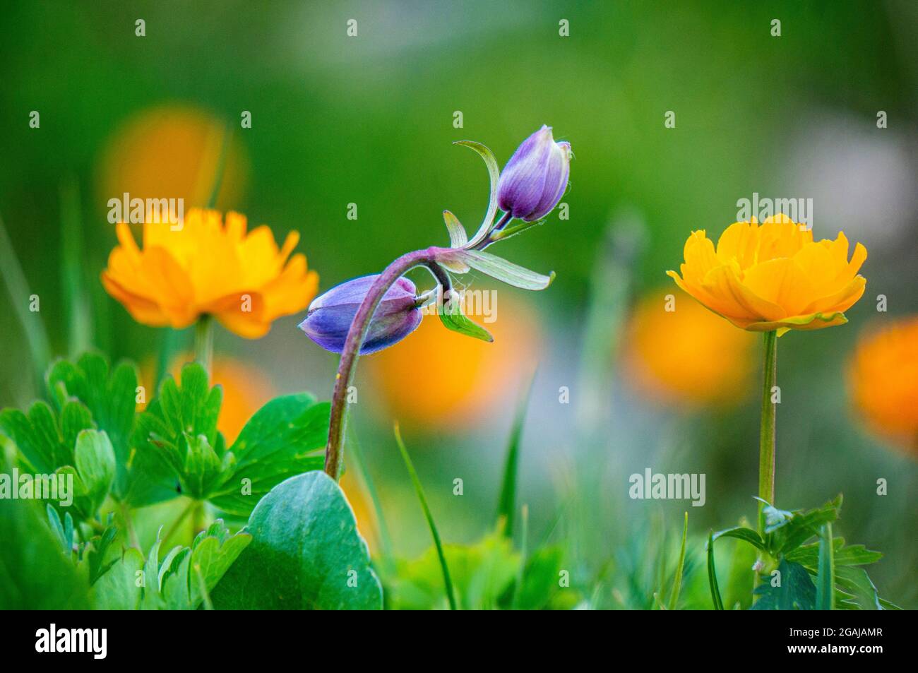 Nice meadow with flowers in Mongolia Stock Photo - Alamy