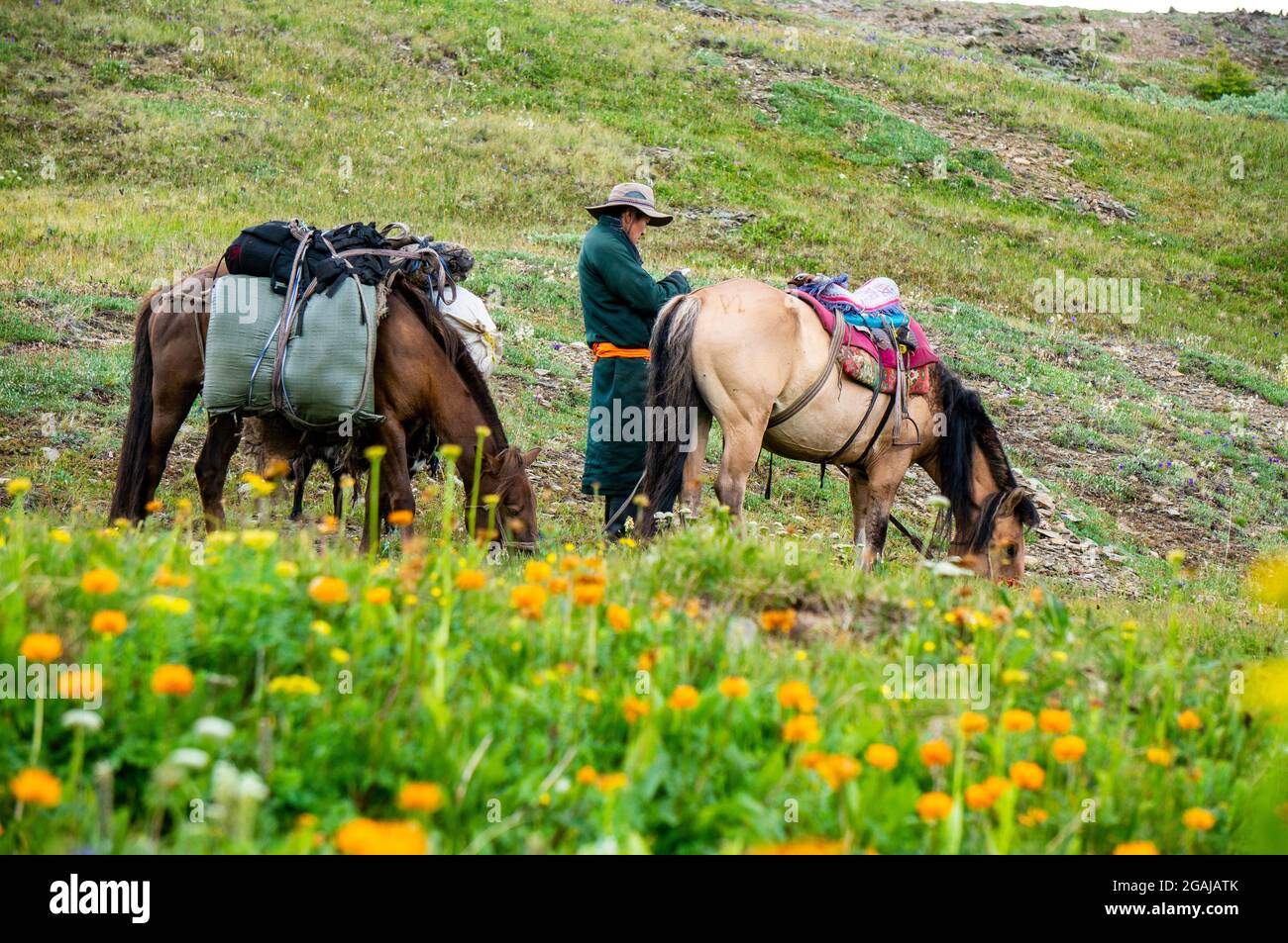 Nice meadow with flowers in Mongolia Stock Photo - Alamy