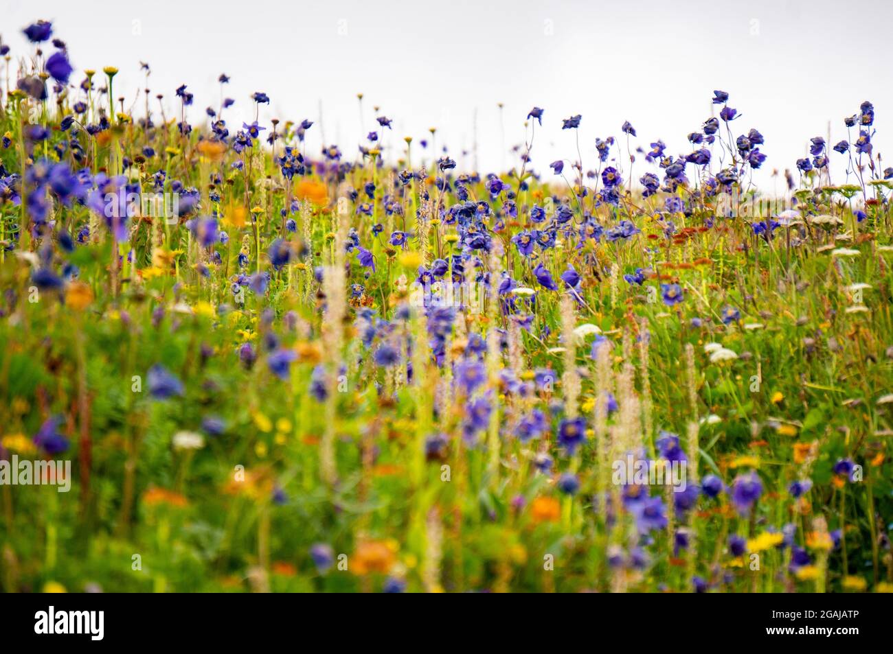 Nice meadow with flowers in Mongolia Stock Photo - Alamy