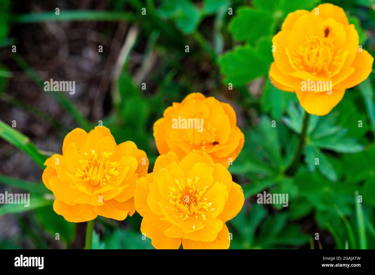 Nice meadow with flowers in Mongolia Stock Photo - Alamy