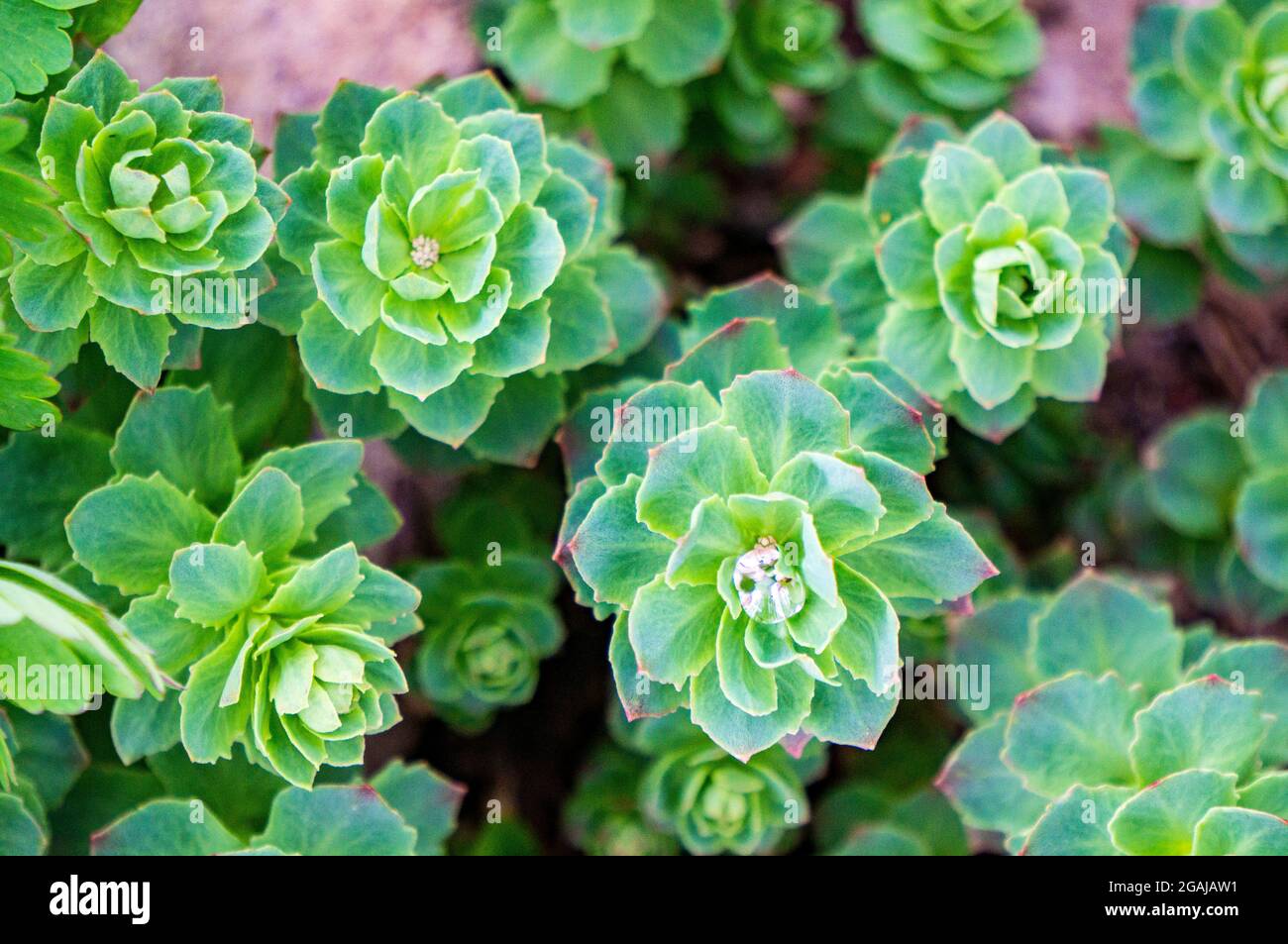 Nice meadow with flowers in Mongolia Stock Photo - Alamy