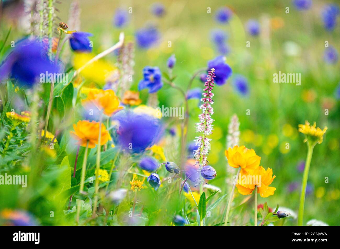 Nice meadow with flowers in Mongolia Stock Photo - Alamy