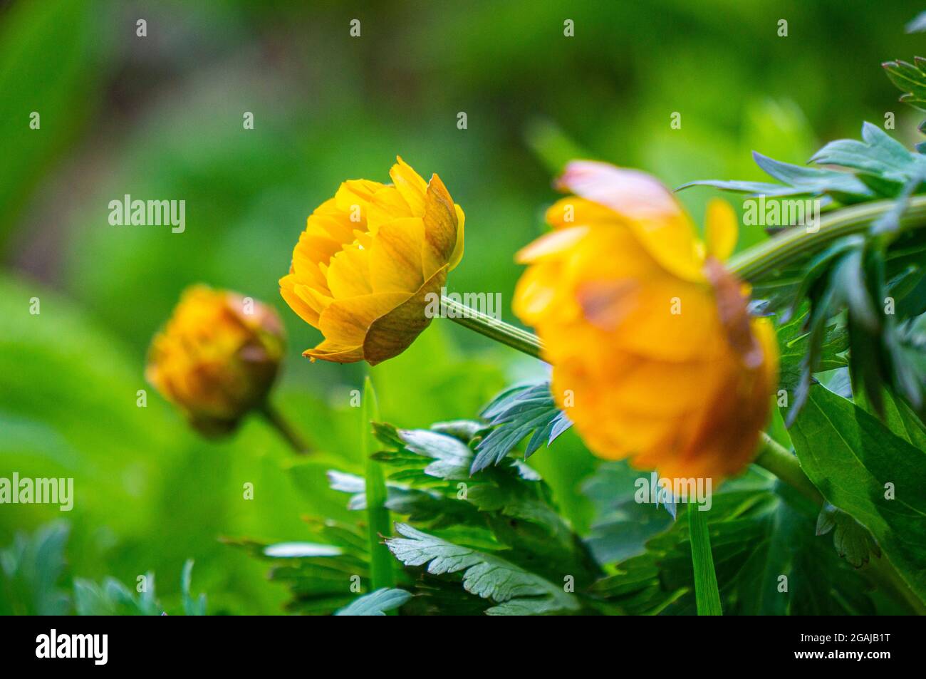 Nice meadow with flowers in Mongolia Stock Photo - Alamy