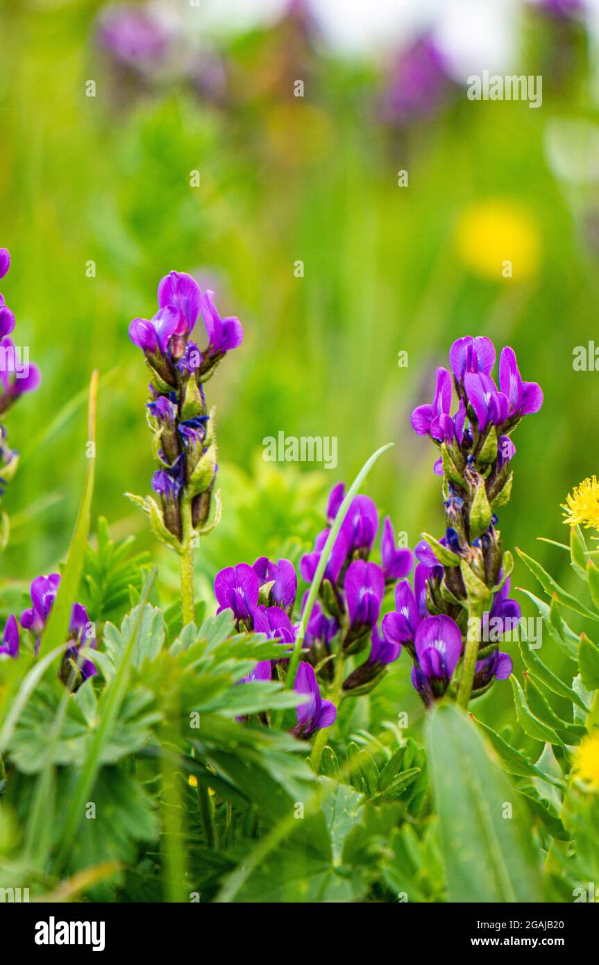 Nice meadow with flowers in Mongolia Stock Photo - Alamy