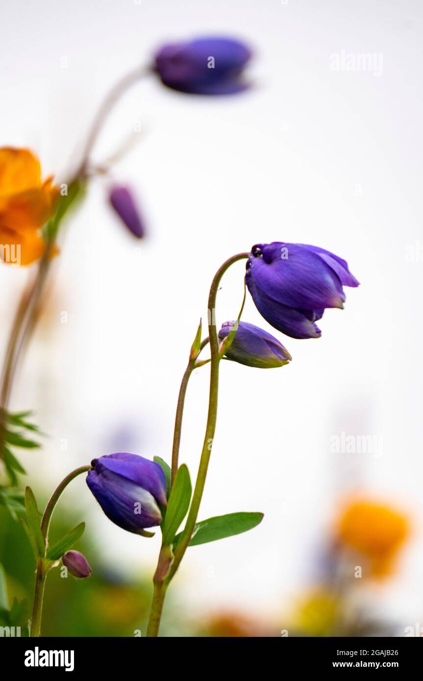 Nice meadow with flowers in Mongolia Stock Photo - Alamy