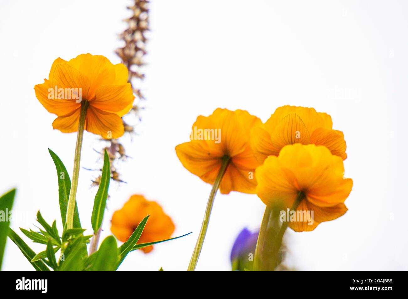 Nice meadow with flowers in Mongolia Stock Photo - Alamy