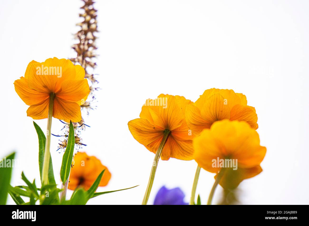 Nice meadow with flowers in Mongolia Stock Photo - Alamy