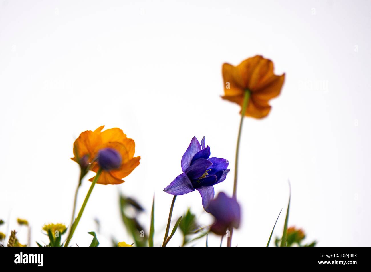 Nice meadow with flowers in Mongolia Stock Photo - Alamy
