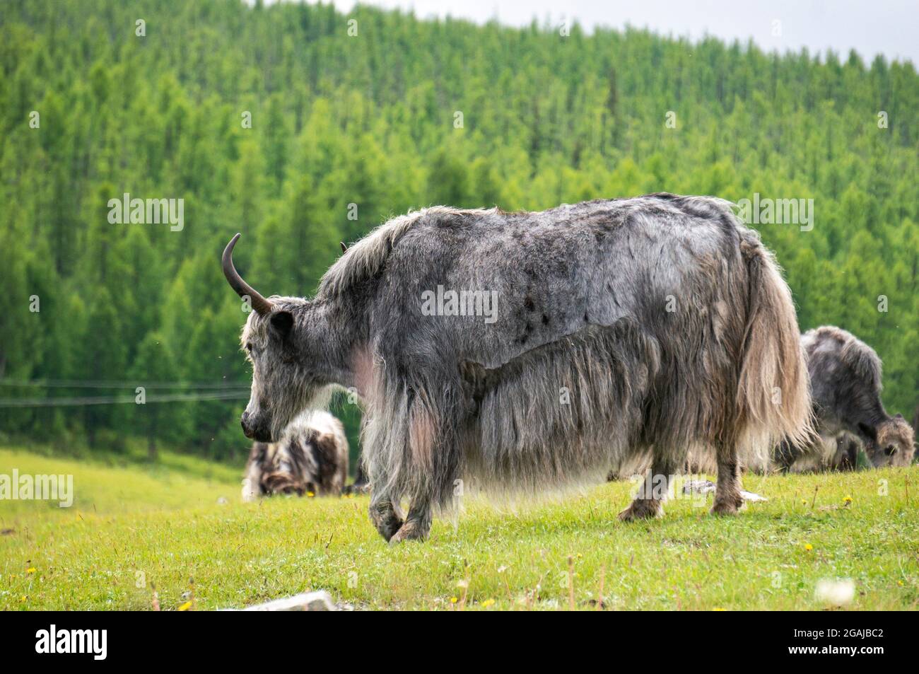 Nice meadow with flowers in Mongolia Stock Photo - Alamy