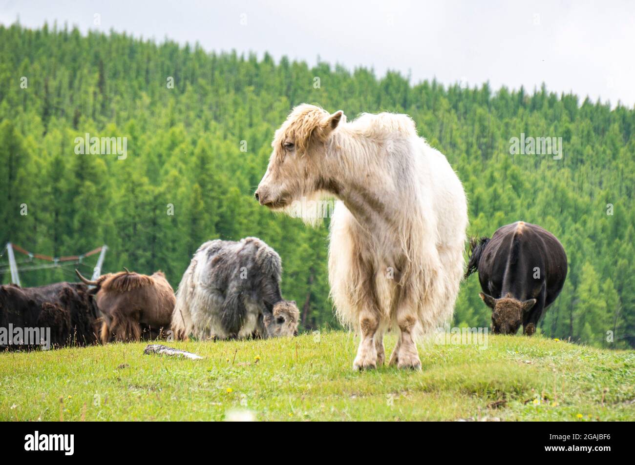 Nice meadow with flowers in Mongolia Stock Photo - Alamy
