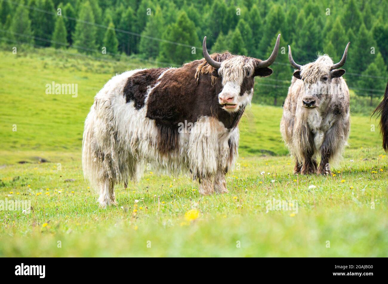 Nice meadow with flowers in Mongolia Stock Photo - Alamy