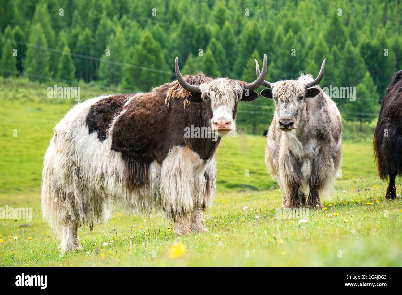 Nice meadow with flowers in Mongolia Stock Photo - Alamy