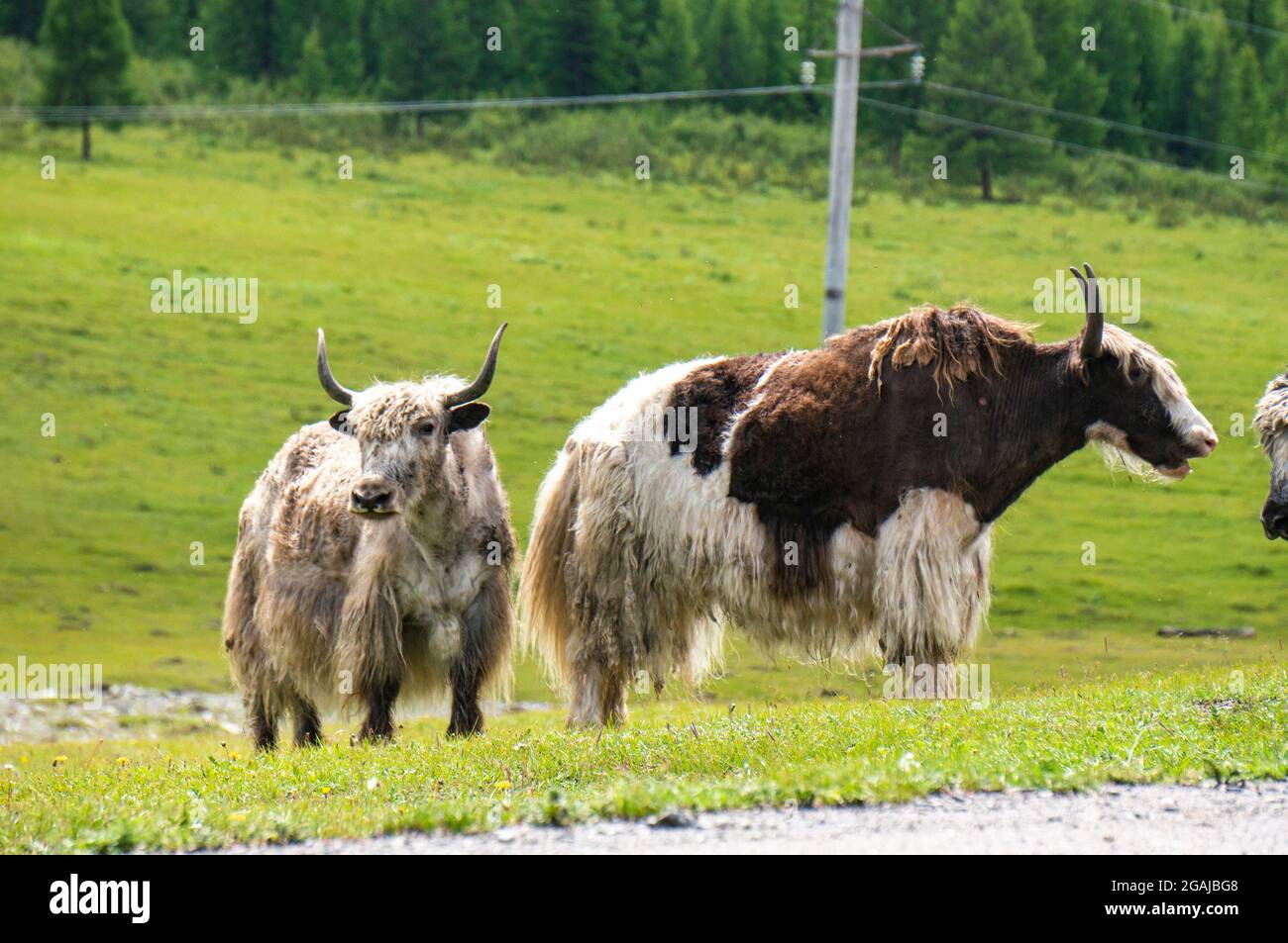Nice meadow with flowers in Mongolia Stock Photo - Alamy