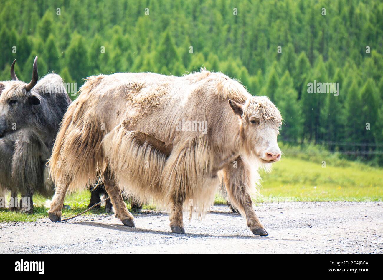 Nice meadow with flowers in Mongolia Stock Photo - Alamy