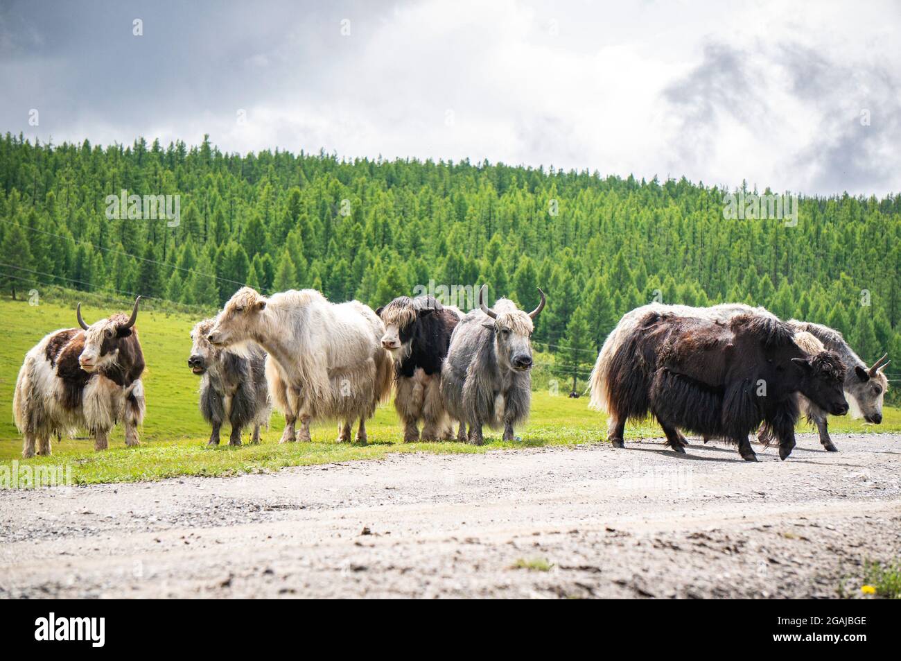 Nice meadow with flowers in Mongolia Stock Photo - Alamy