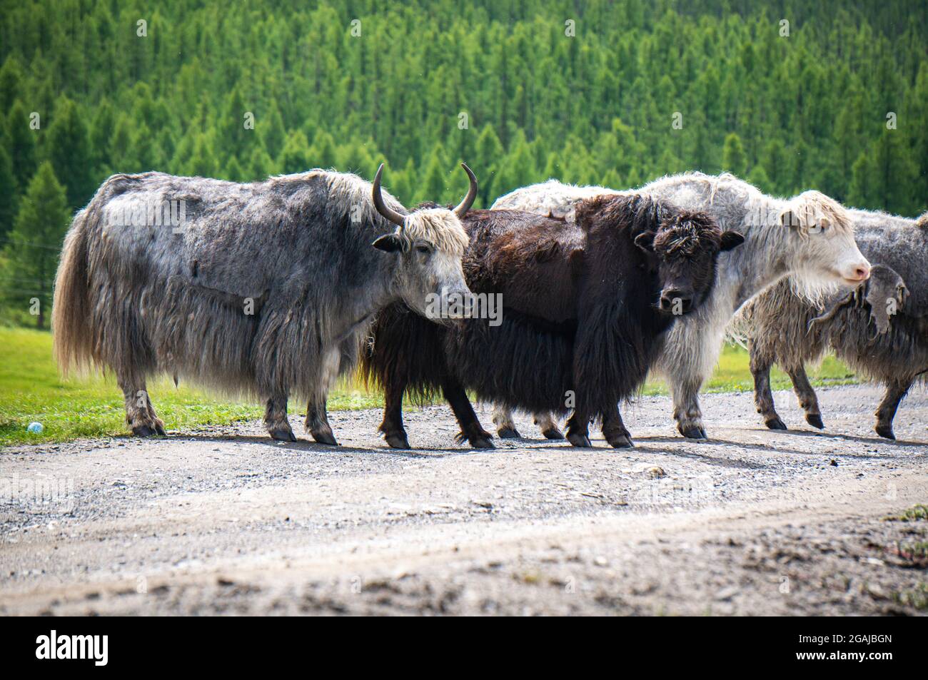 Nice meadow with flowers in Mongolia Stock Photo - Alamy