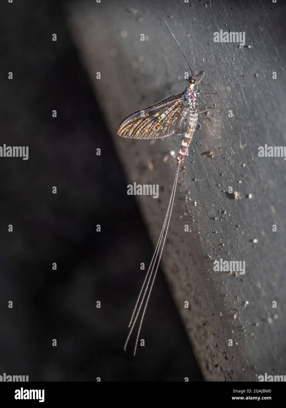 Mayfly, Ephemera danica, on my car Stock Photo - Alamy