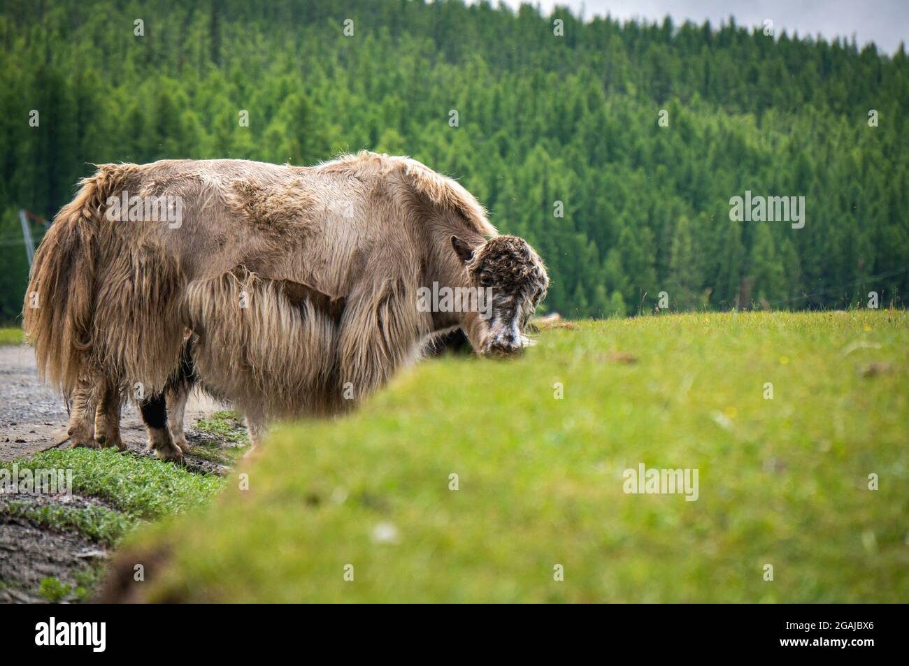 Nice meadow with flowers in Mongolia Stock Photo - Alamy