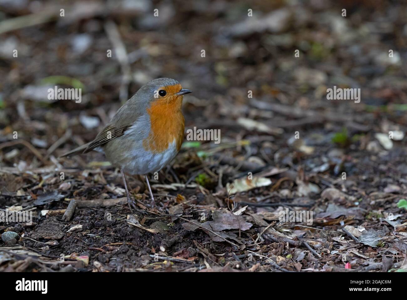 Food of the forests hi-res stock photography and images - Alamy