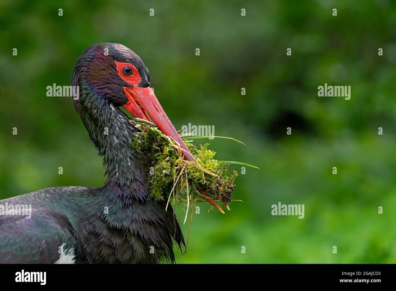 A male Black Stork is collecting nesting material for the aerie Stock ...