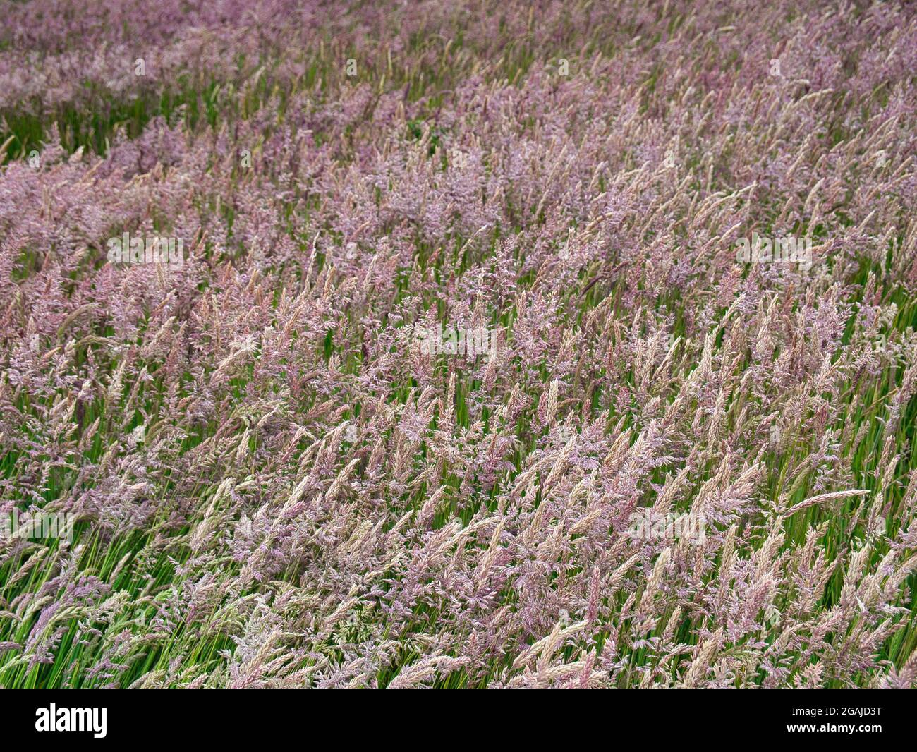 Insect conservation ireland hi-res stock photography and images - Alamy