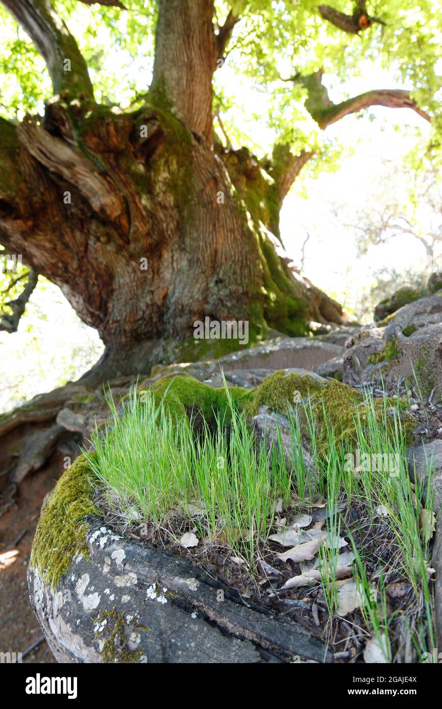 Castaño santo hi-res stock photography and images - Alamy