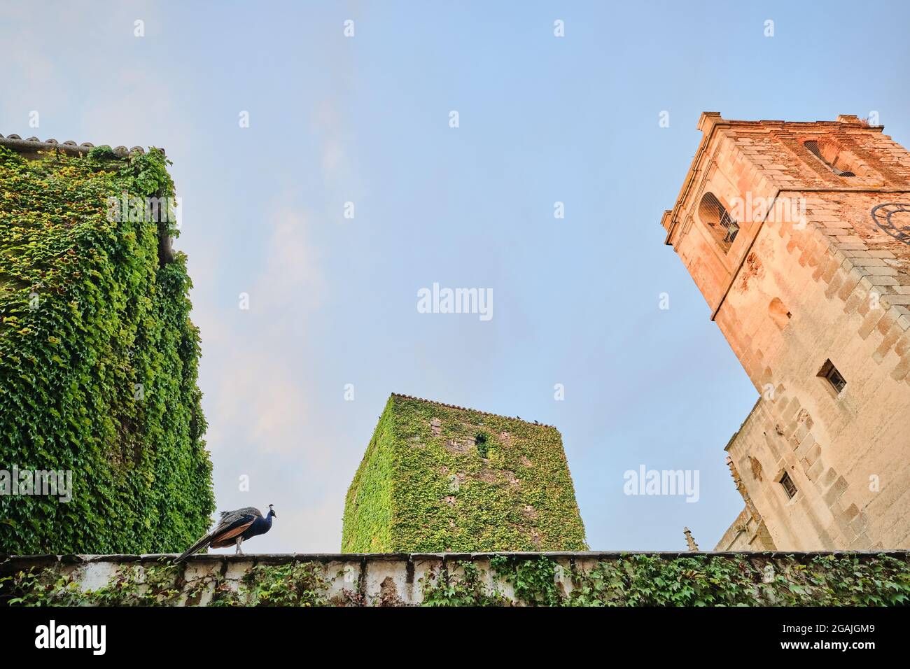 A peacock sits on a traditional building in Caceres Spain Stock Photo ...