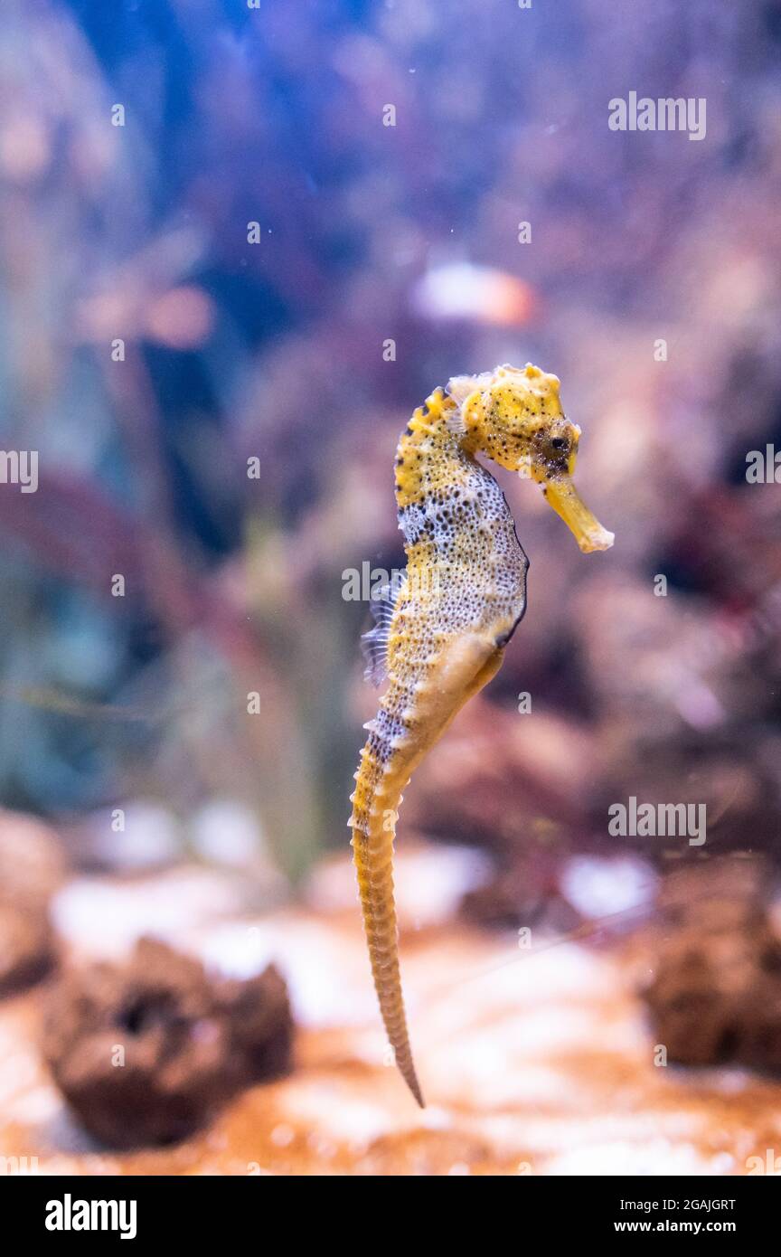 Madrid, Spain. 30th July, 2021. A longsnout seahorse (Hippocampus reidi ...