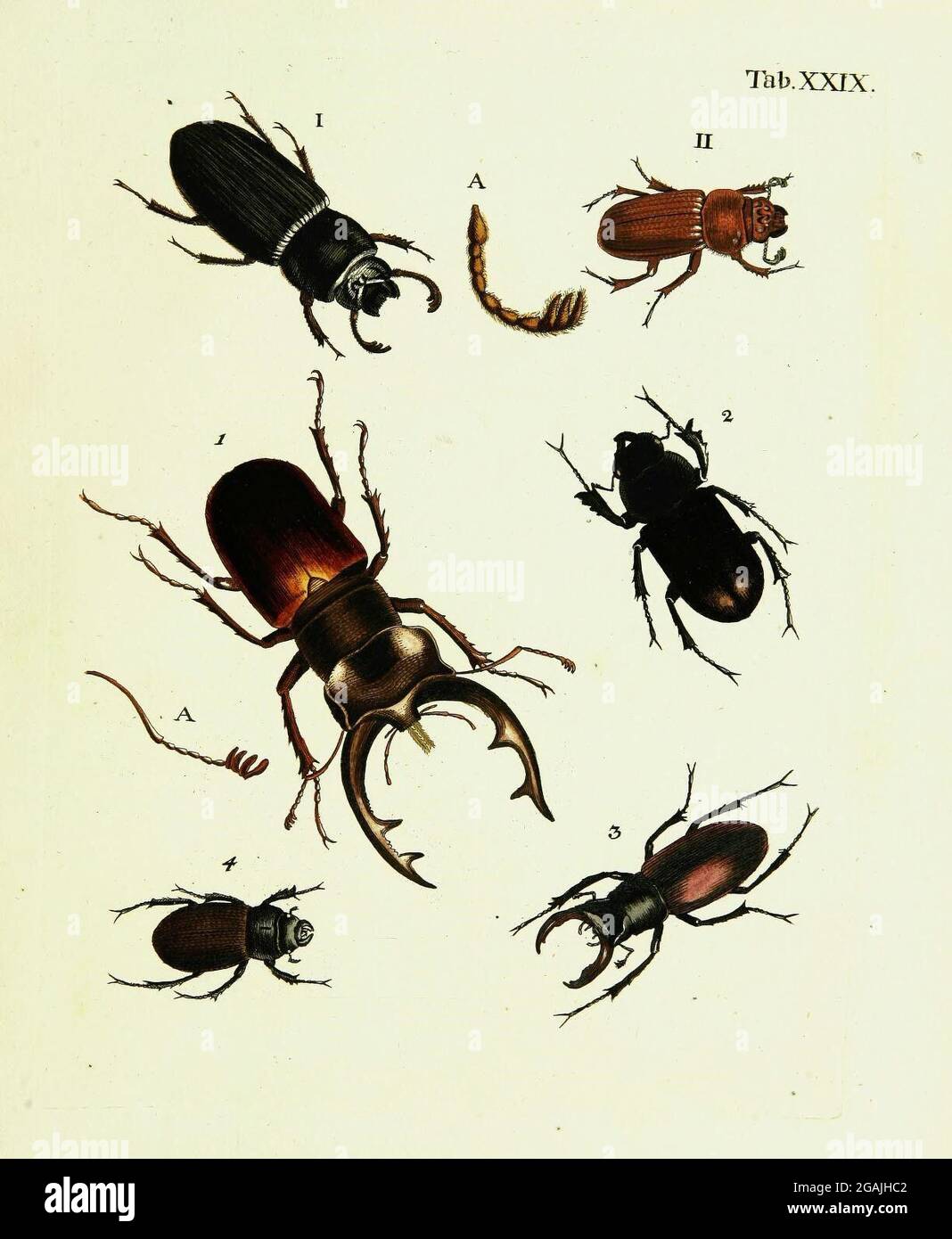 White color descriptions wild animal hi-res stock photography and ...