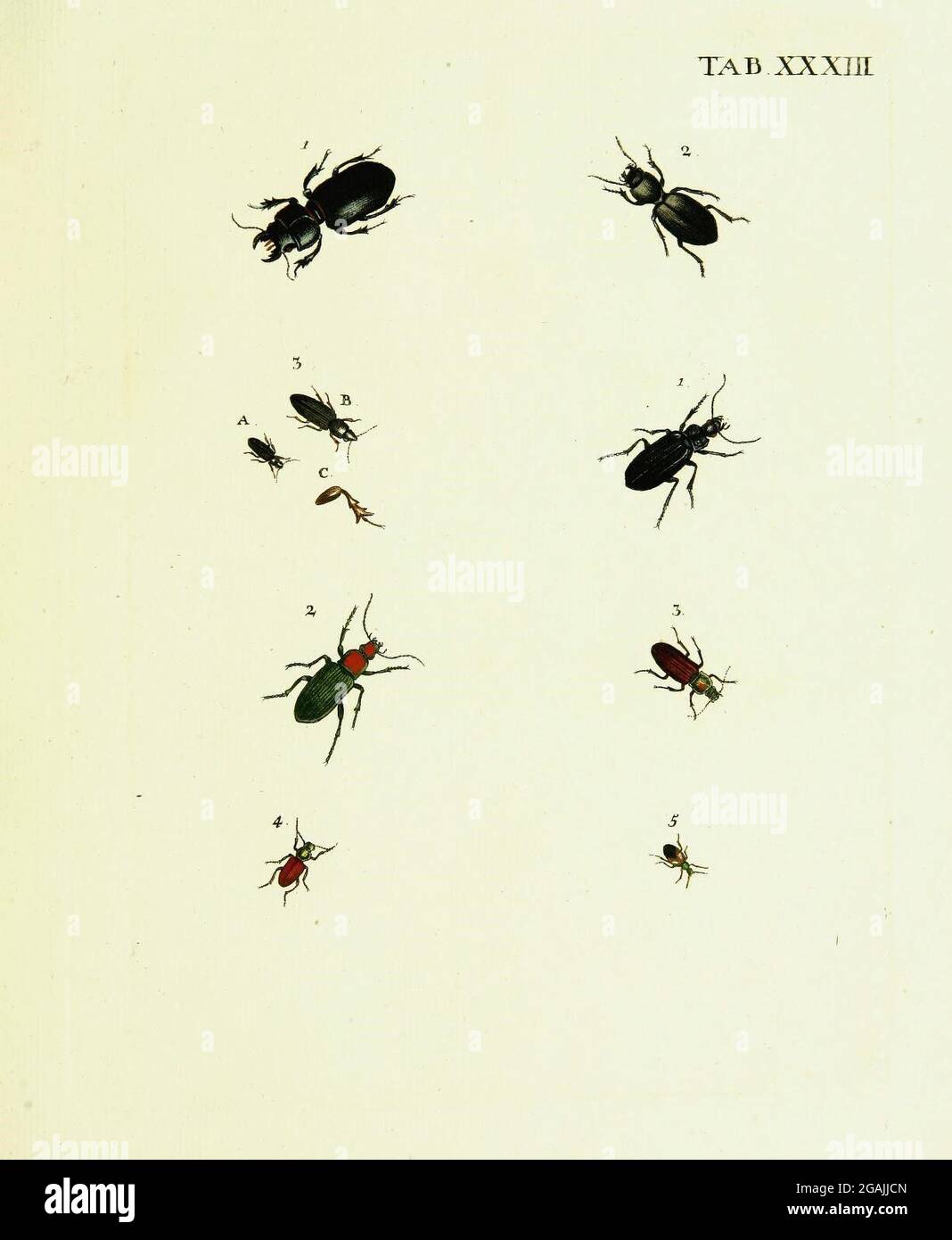 White color descriptions wild animal hi-res stock photography and ...