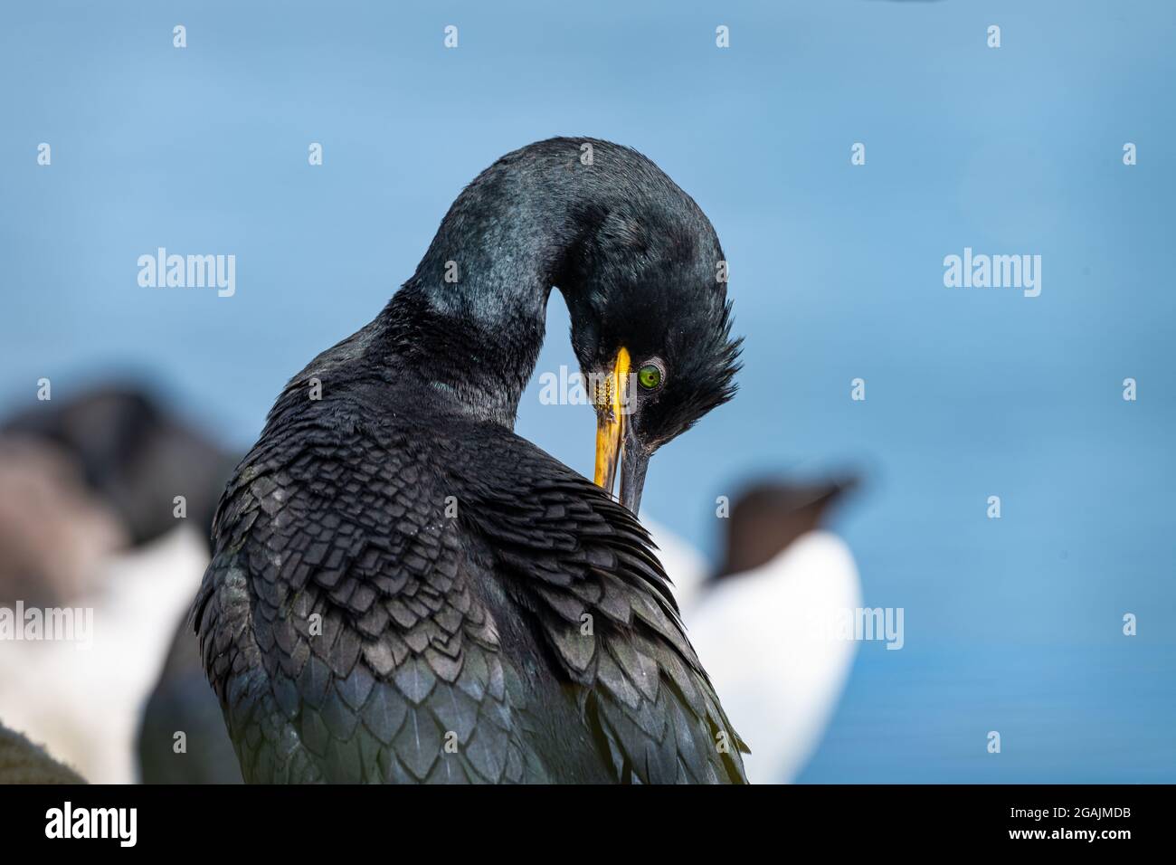 Shag (Phalacrocorax Aristotelis) on the Farne Islands, Northumberland ...