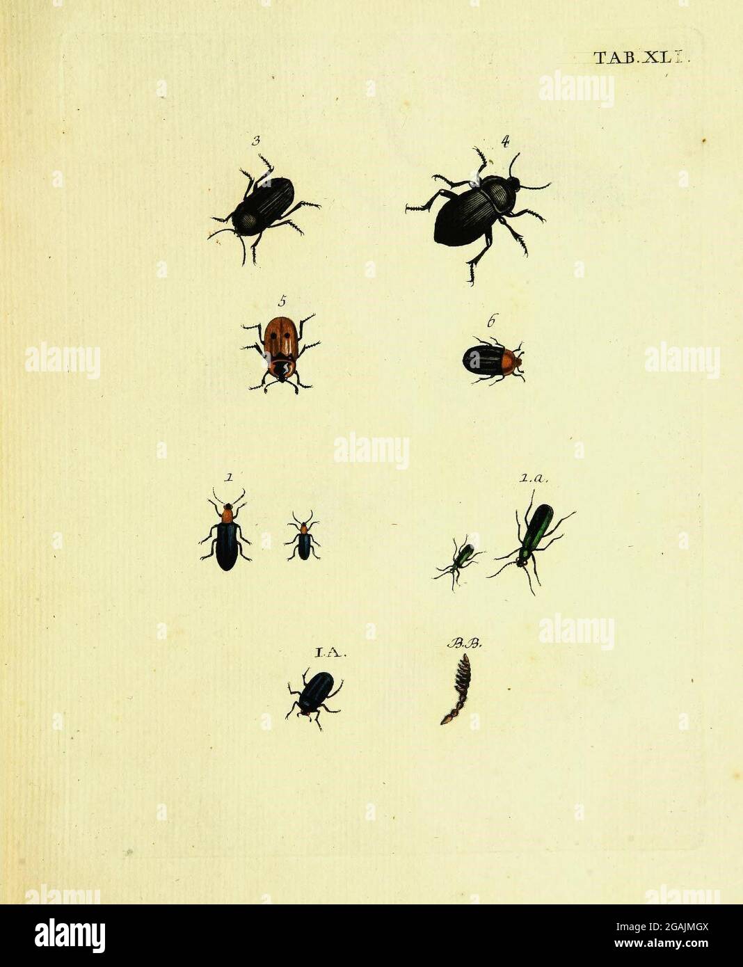 White color descriptions wild animal hi-res stock photography and ...