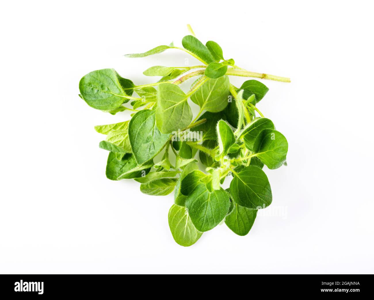 Fresh oregano (origanum vulgare) on white background Stock Photo - Alamy