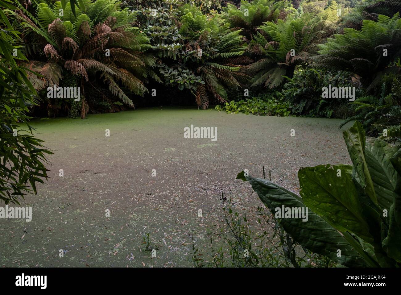 The mysterious atmospheric weed covered Azolla pool in the sub tropical ...