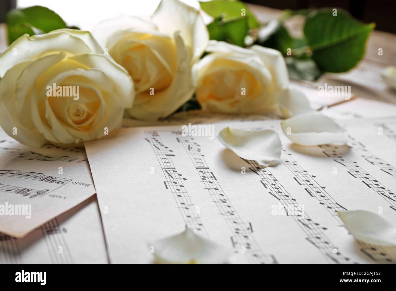 Beautiful rose on music sheets background Stock Photo - Alamy