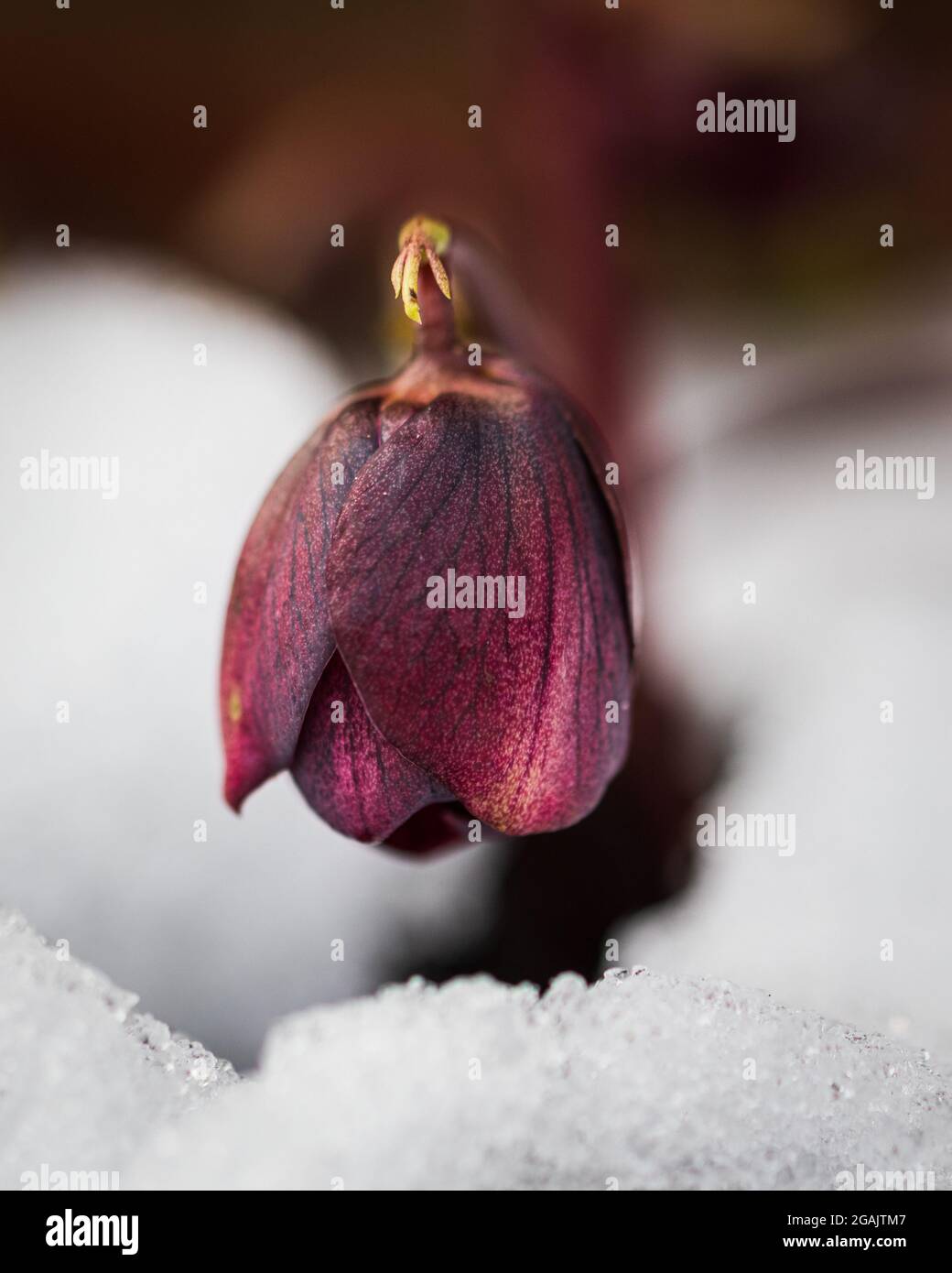 Flowering hellebore in the snow Stock Photo - Alamy