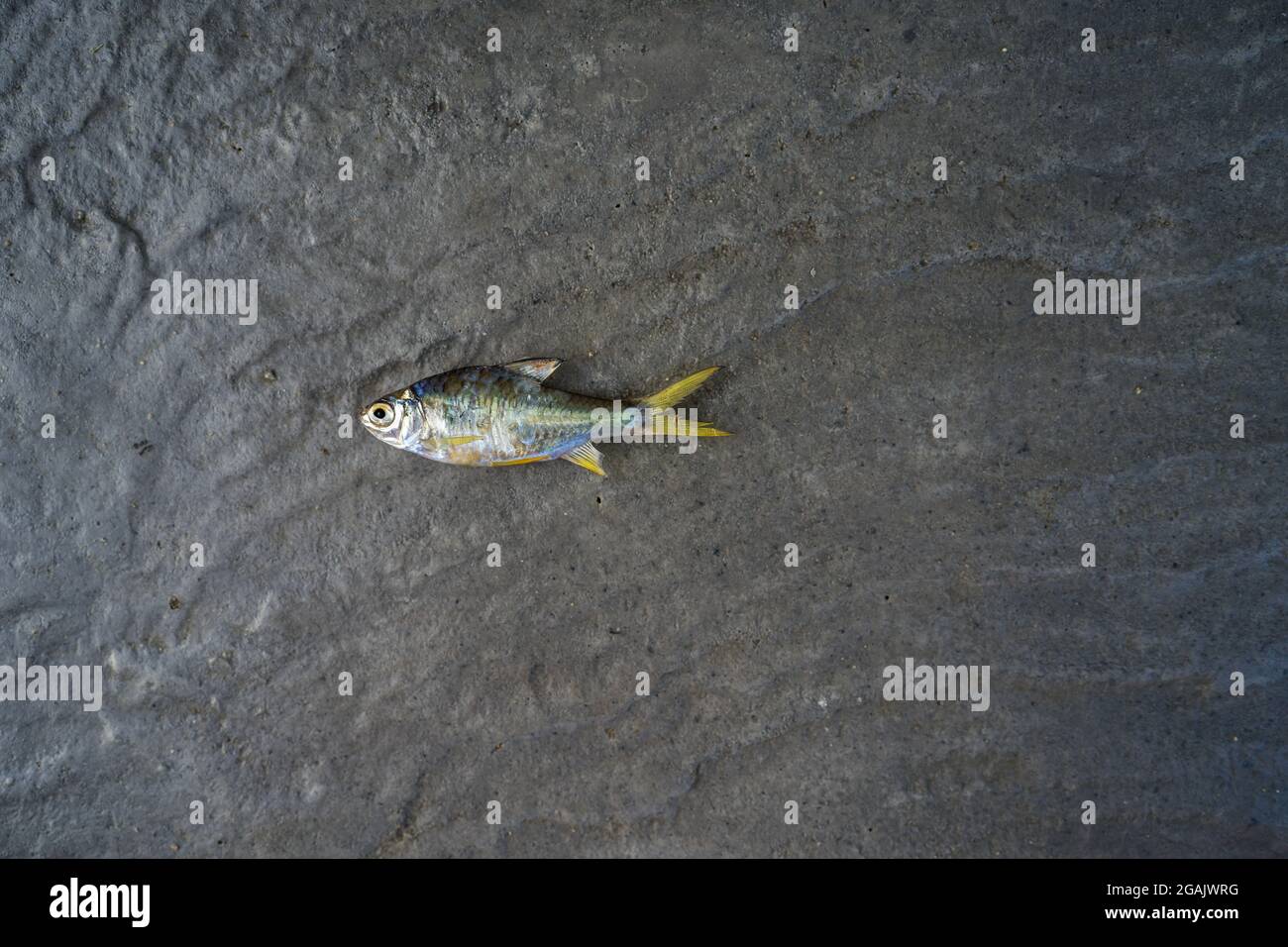 Death eyes hi-res stock photography and images - Alamy