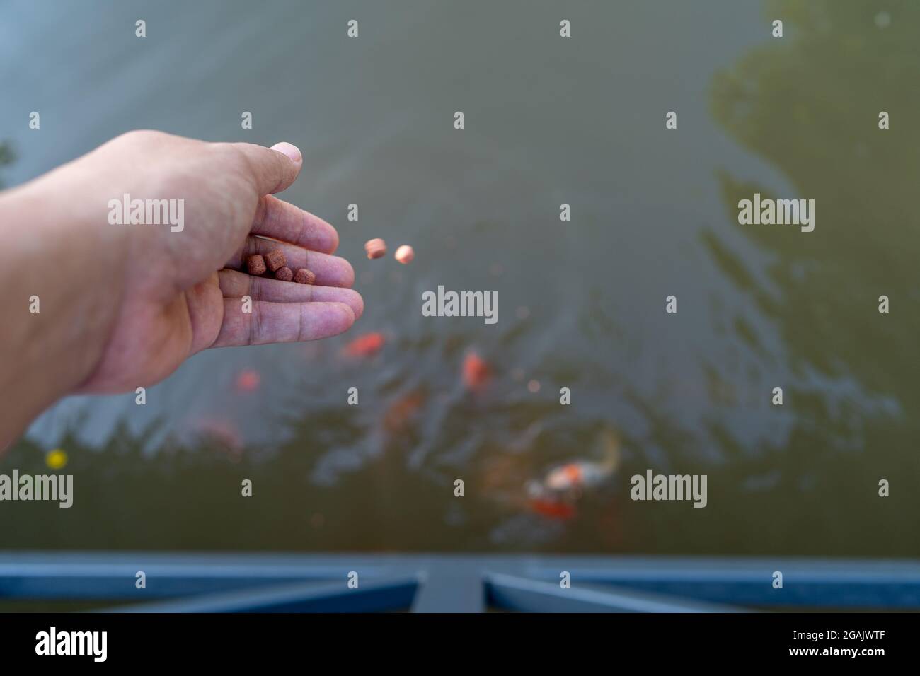 Feeding koi fish by hand Stock Photo - Alamy